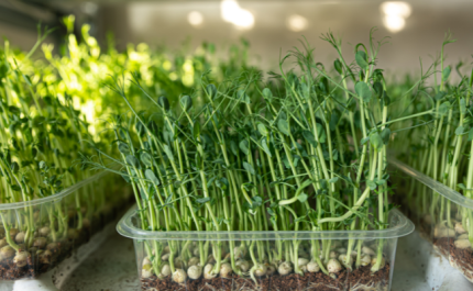 15 tipos de Microverdes para você começar a plantar em casa – Plante Tudo