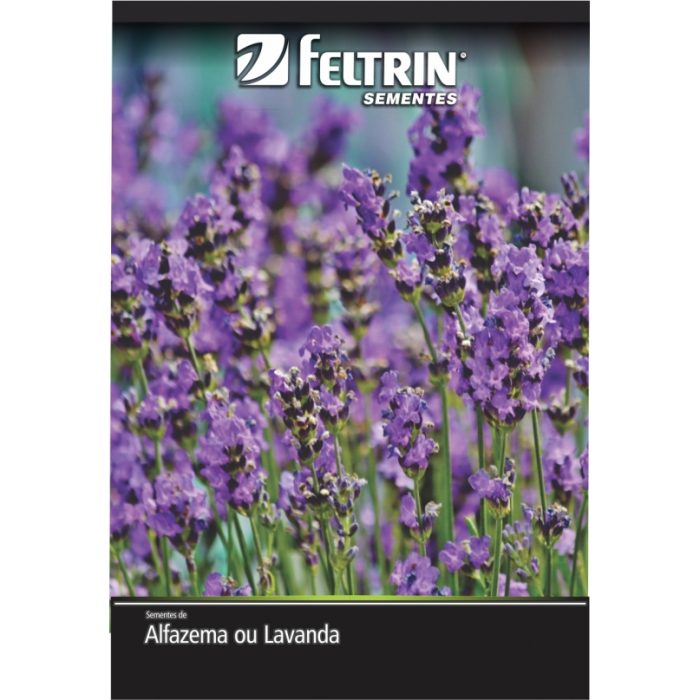 Lavanda: como cultivar e plantar do jeito certo – Plante Tudo