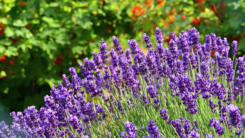 Lavanda: como cultivar e plantar do jeito certo – Plante Tudo